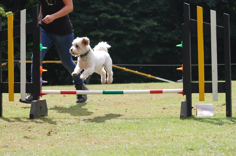 Photo galleries – Chorley Fun Dog Agility Training Club